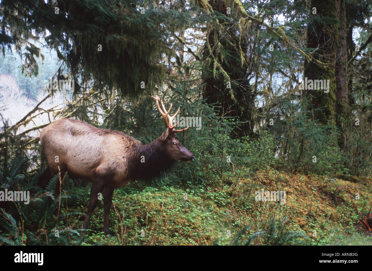Roosevelt Elk Olympic National Park High Resolution Stock Photography ...