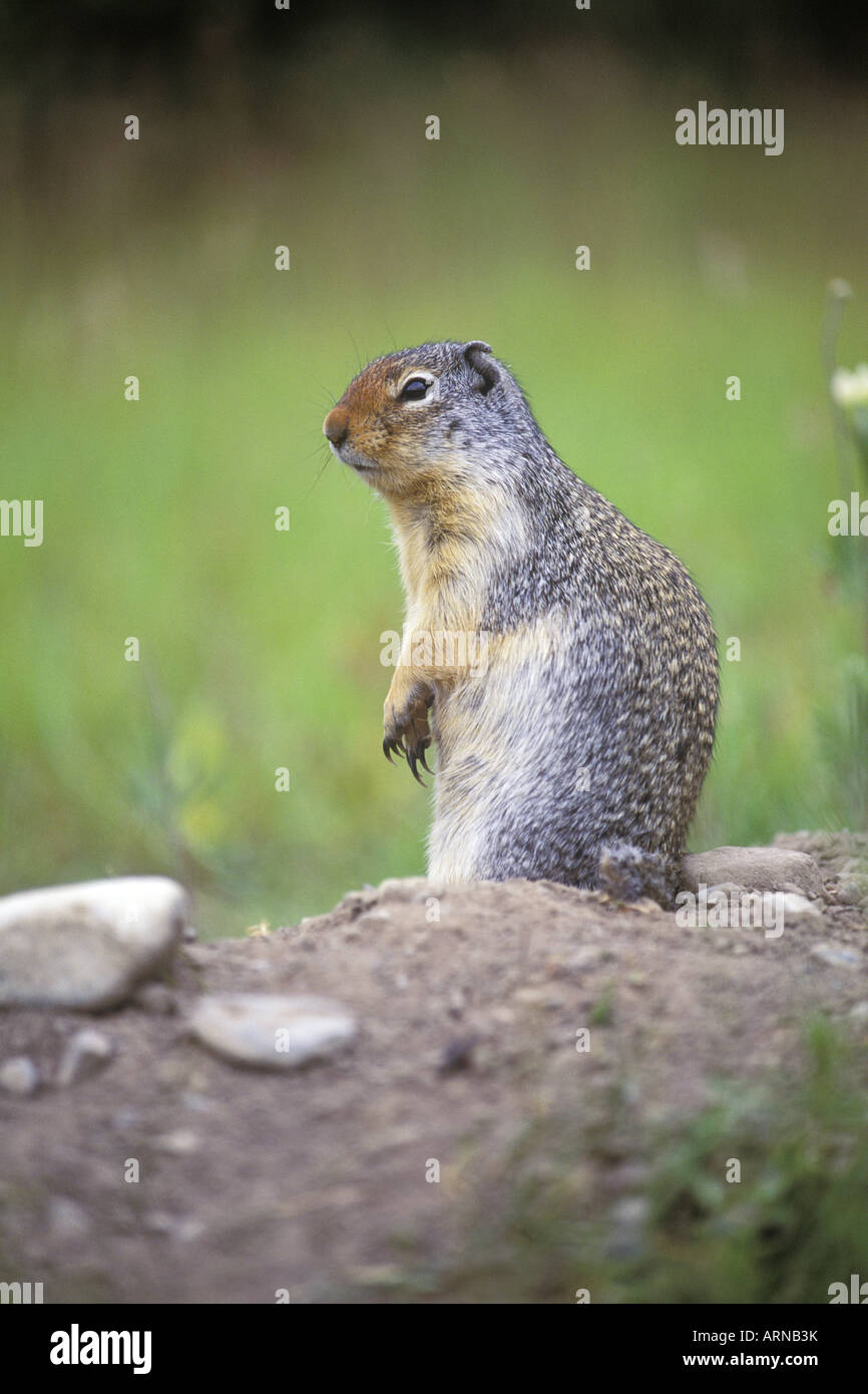 Richardson's Ground Squirrel (Spermophilus richardsonii), British Columbia, Canada Stock Photo ...