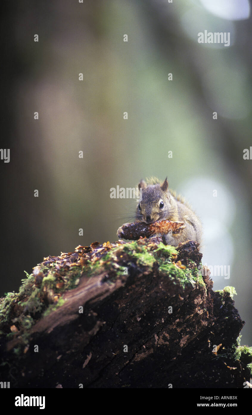 Douglas squirrel in forest , Carmanah Valley, Vancouver island, British ...