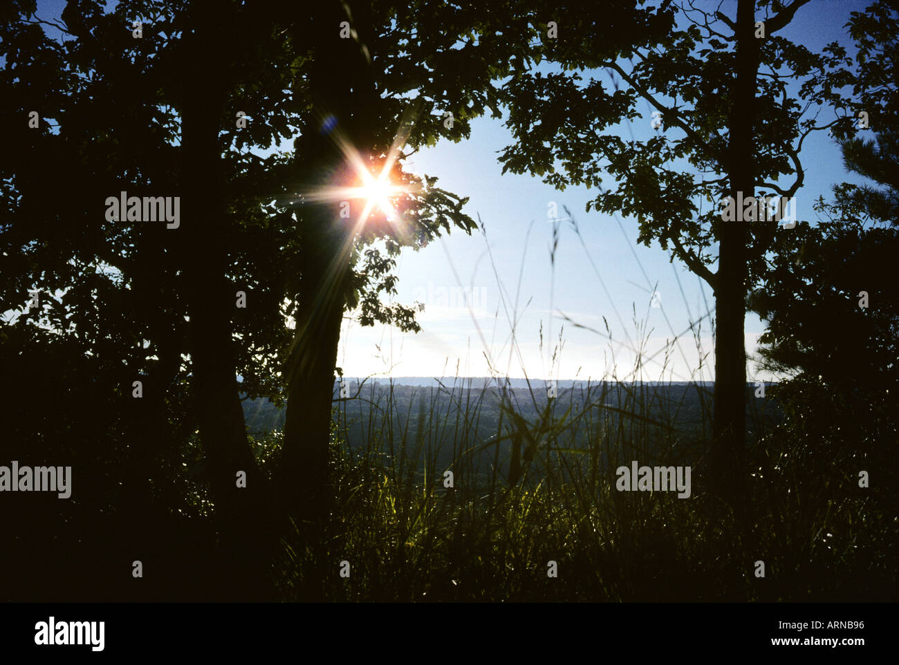 Landscape with sun and trees Stock Photo - Alamy