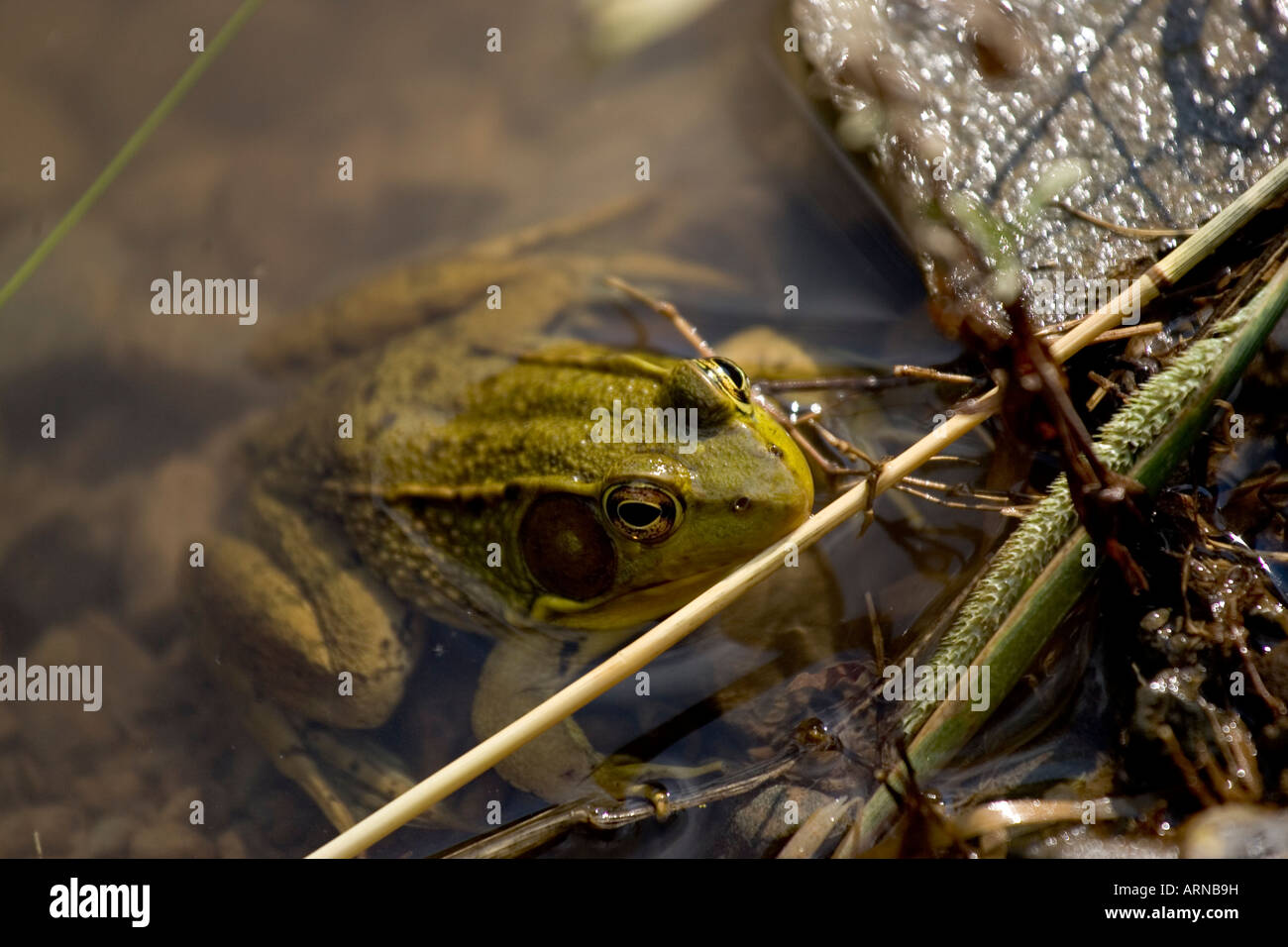 Portrait of a frog resting in a pond Stock Photo - Alamy