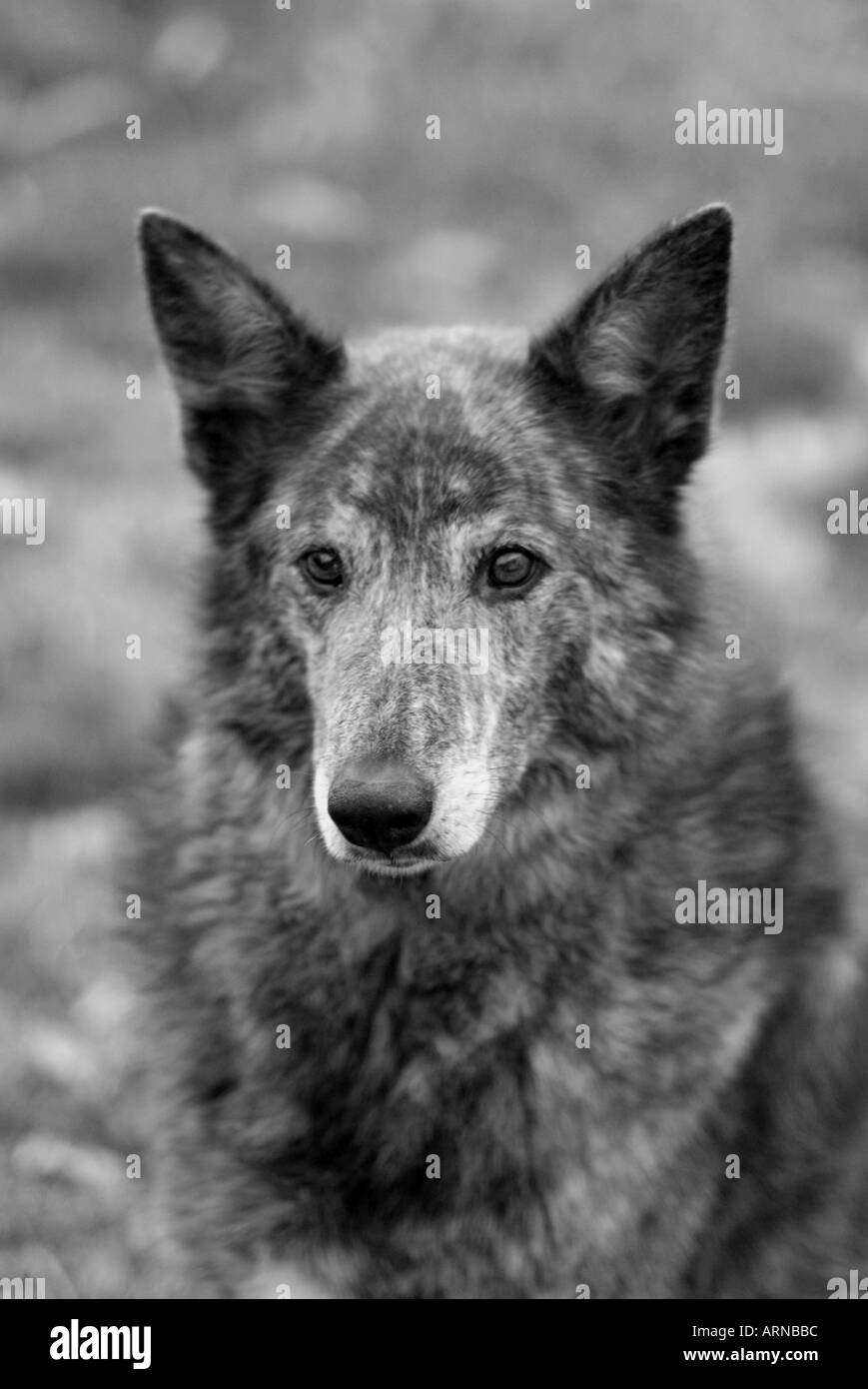 Adult mutt dog looking alert with ears up Dogs Stock Photo - Alamy
