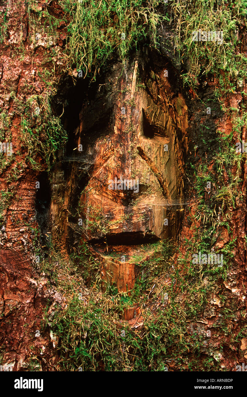 Woss Lake - face carved into spruce tree at entrance to grease trail ...