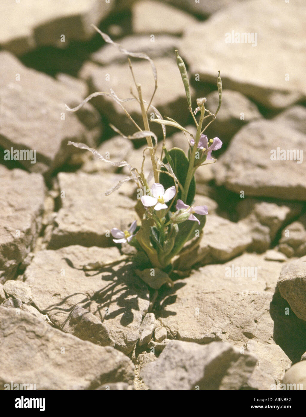 Sere flower hi-res stock photography and images - Alamy