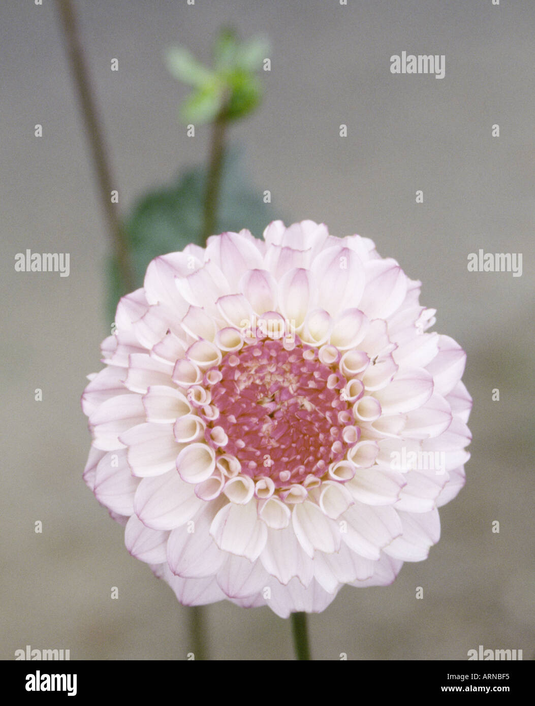 Audacity hi-res stock photography and images - Alamy