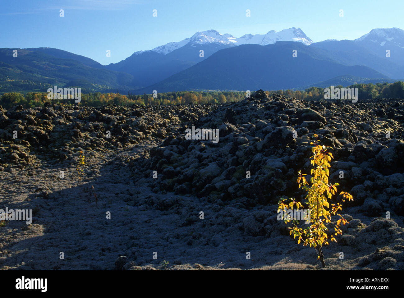 Nisga'a Memorial Lava Bed Provincial Park, lichen encrusted rock, young ...