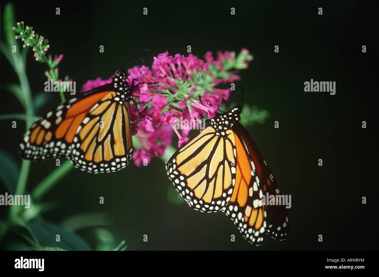 Monarch butterflies, British Columbia, Canada Stock Photo - Alamy