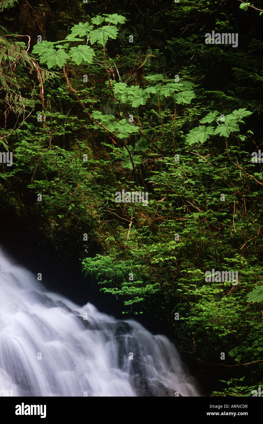 waterfall and devils club, Central Coast, British Columbia, Canada ...
