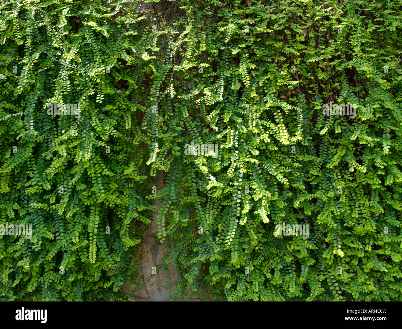 Cochinchinensis hi-res stock photography and images - Alamy