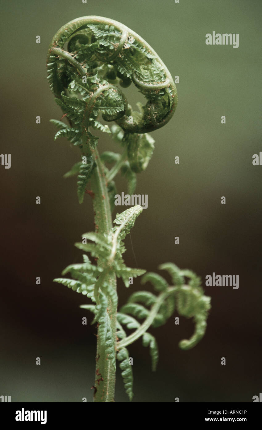 Licorice fern hi-res stock photography and images - Alamy