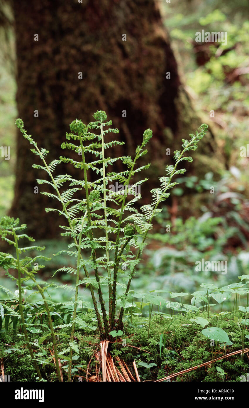emerging ferns grow in front of spruce tree, Vancouver Island, British ...