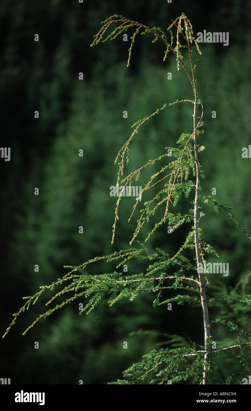 Hemlock tree - leader of young tree with forest background, British ...