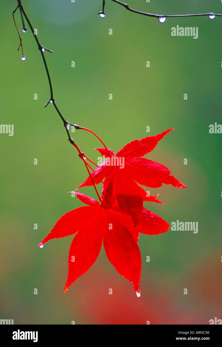 British plant and rain hi-res stock photography and images - Alamy