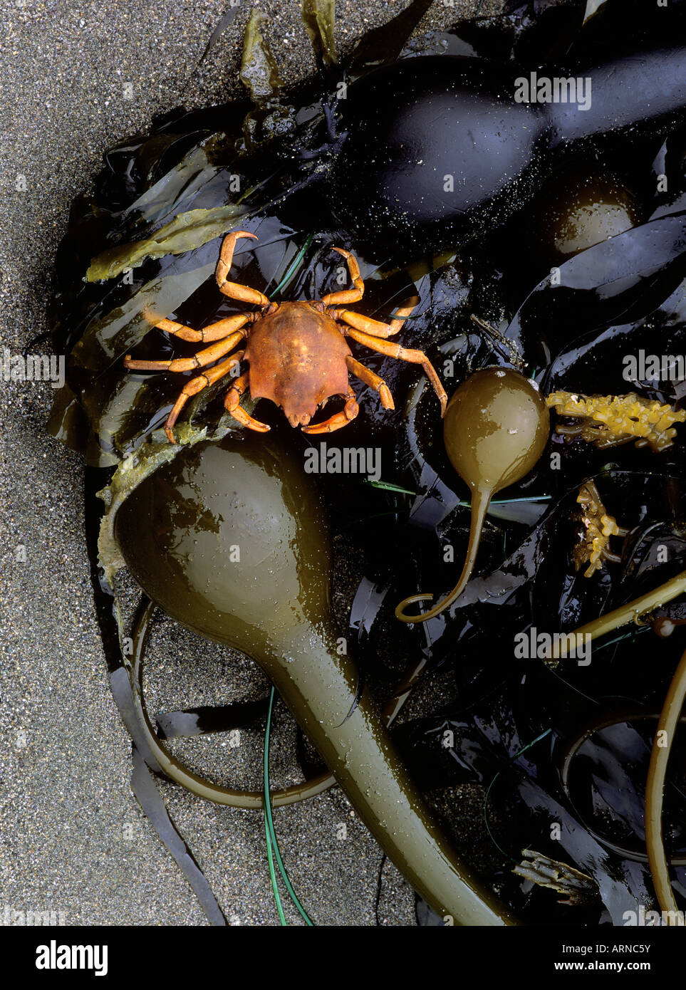 Shell of kelp crab bull kelp hi-res stock photography and images - Alamy