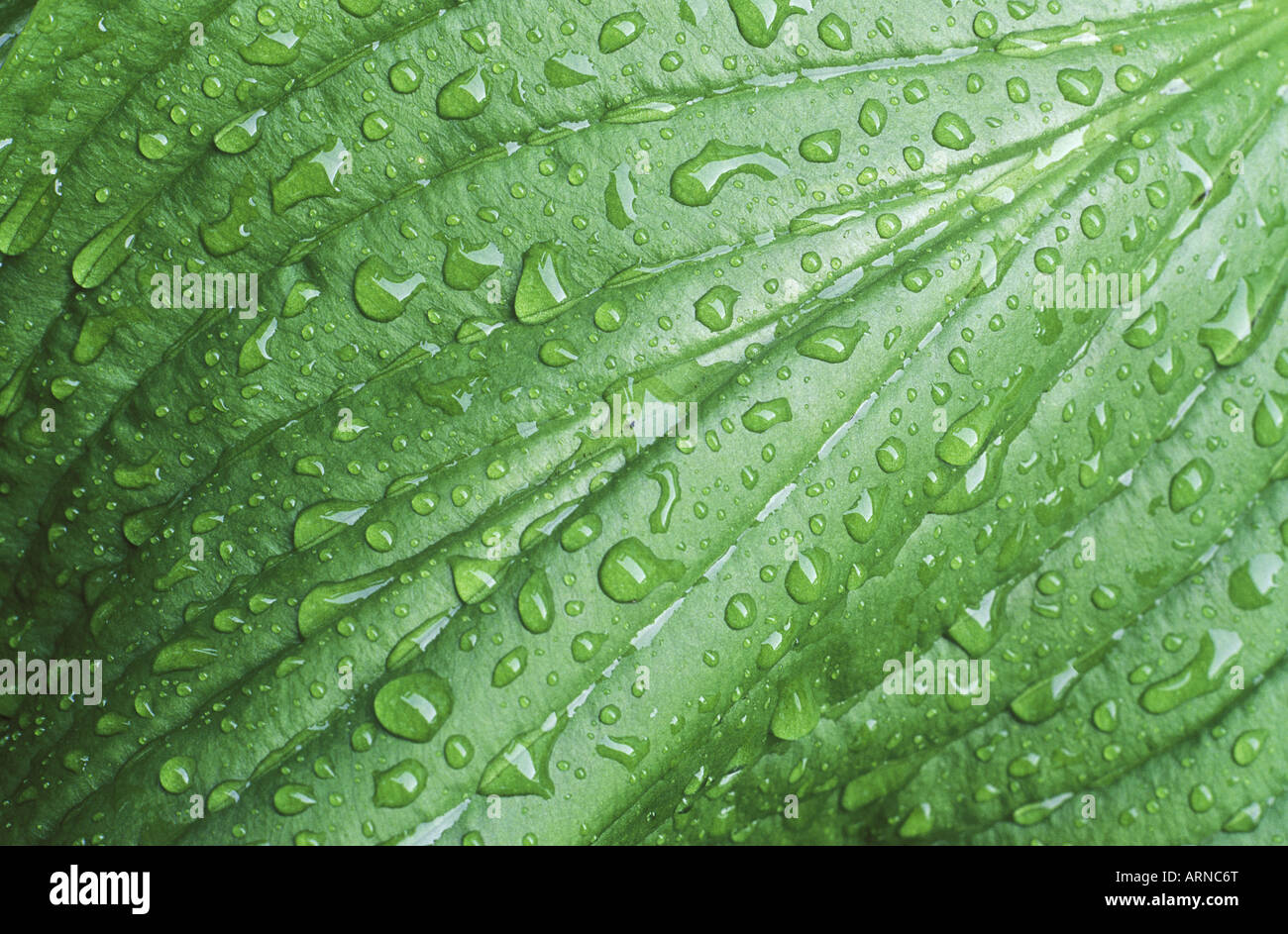 Raindrops on broad green leaf hi-res stock photography and images - Alamy