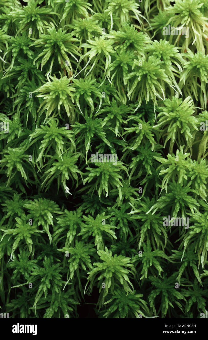Peat moss, Vancouver Island, British Columbia, Canada Stock Photo - Alamy