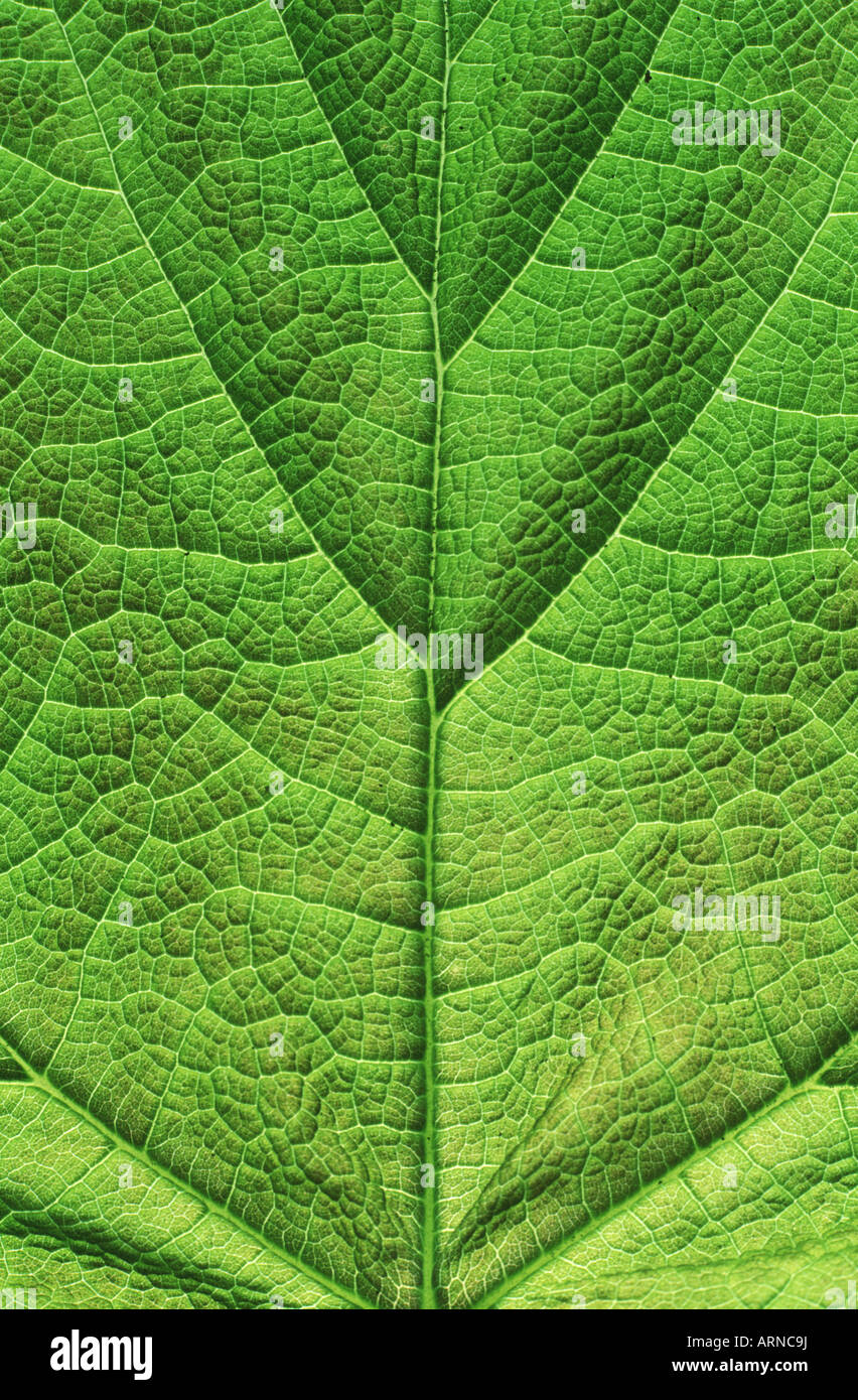Leaf pattern patterns hi-res stock photography and images - Alamy
