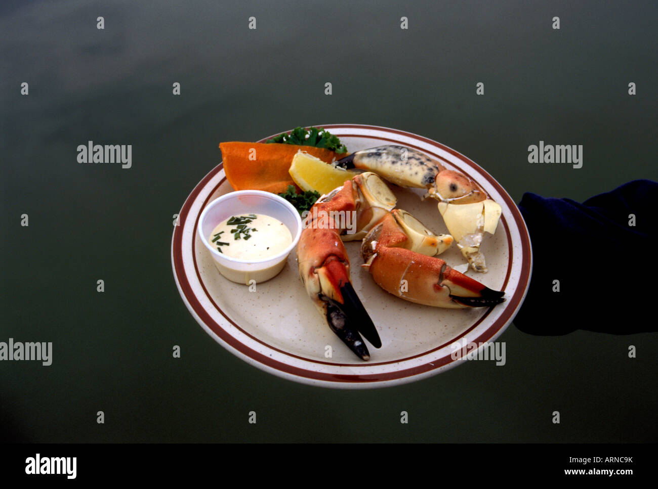 Stone crab everglades hi-res stock photography and images - Alamy