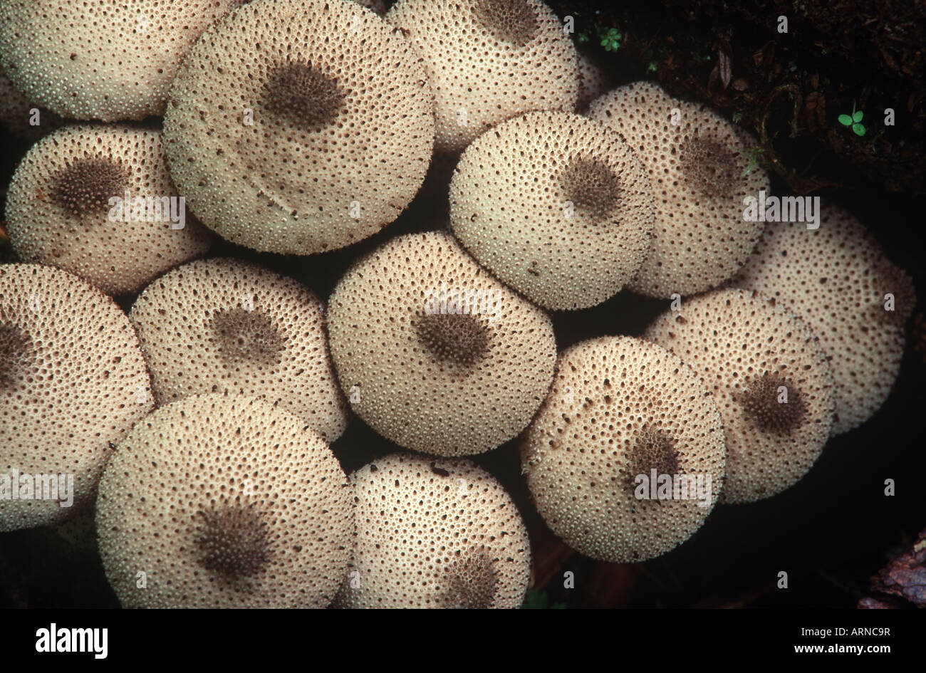 Puffballs in Carmanah Rainforest, British Columbia, Canada Stock Photo ...
