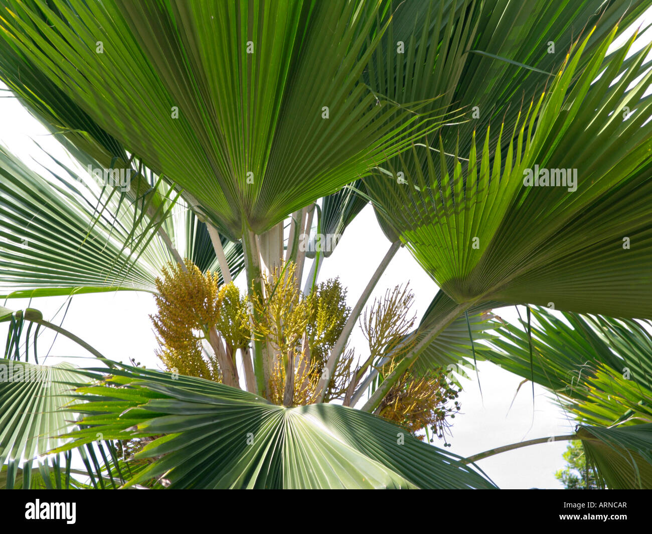Fiji fan palm (Pritchardia pacifica Stock Photo - Alamy