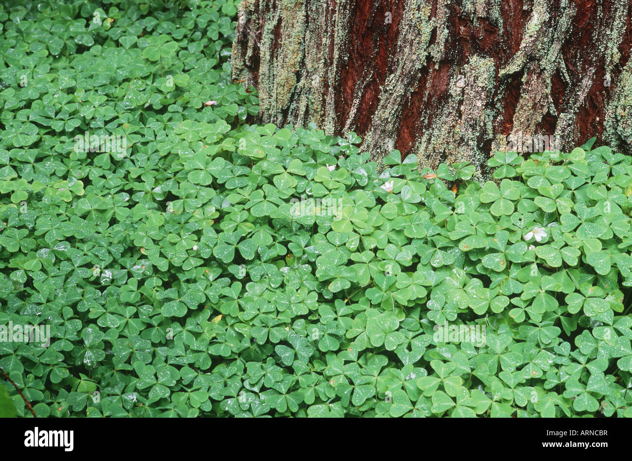 Redwood tree base covered in shamrocks hi-res stock photography and ...