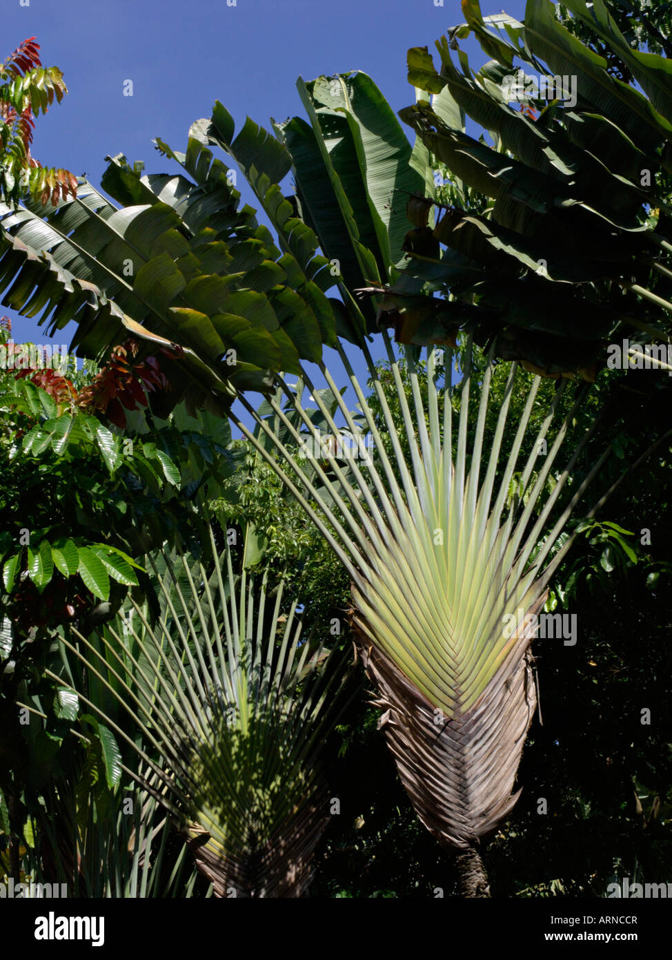 Traveller's tree (Ravenala madagascariensis Stock Photo - Alamy