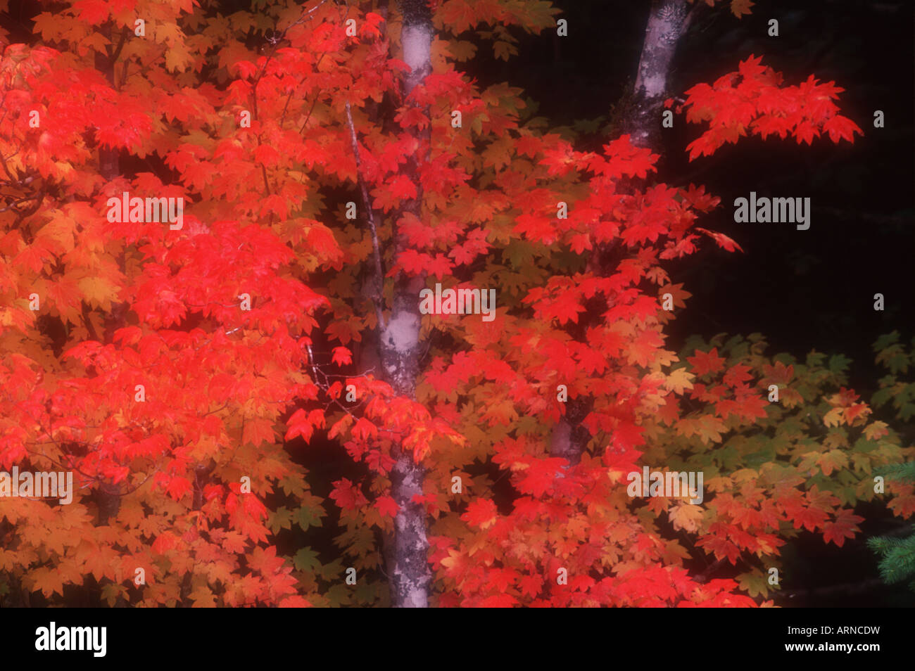 Vine maples by roadside hi-res stock photography and images - Alamy
