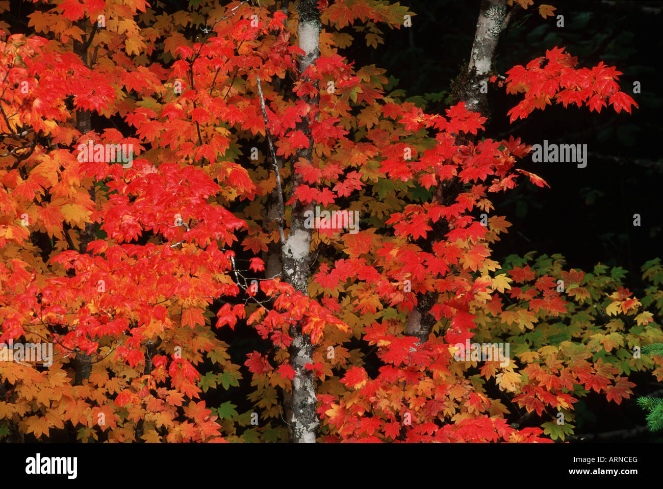 Vine maple british columbia hi-res stock photography and images - Alamy