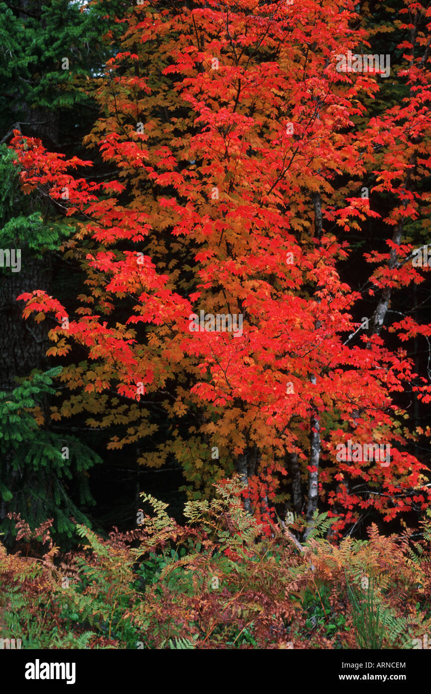 Vine maple turns crimson in October, British Columbia, Canada Stock ...