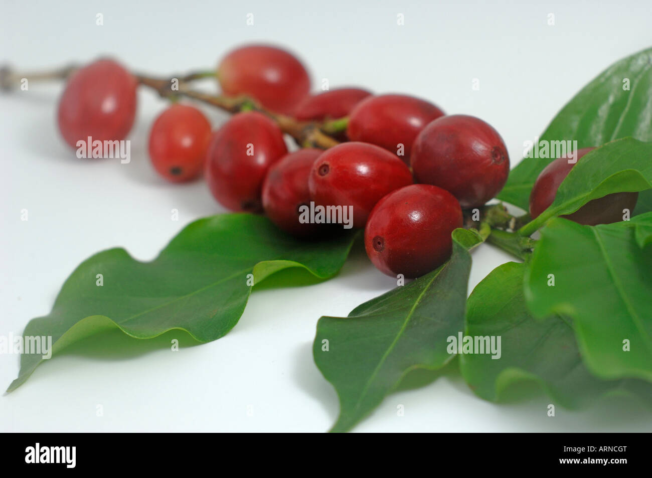 Arabica Coffee (Coffea arabica), twig with ripe berries studio picture ...