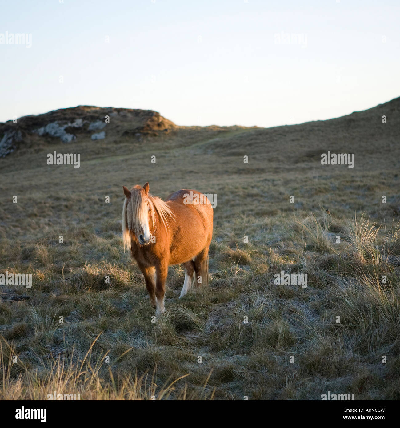 Pony standing hi-res stock photography and images - Alamy