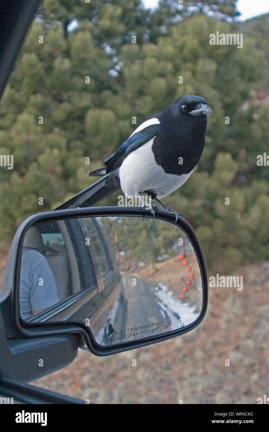 Pica hudsonia Black Billed Magpie Stock Photo - Alamy
