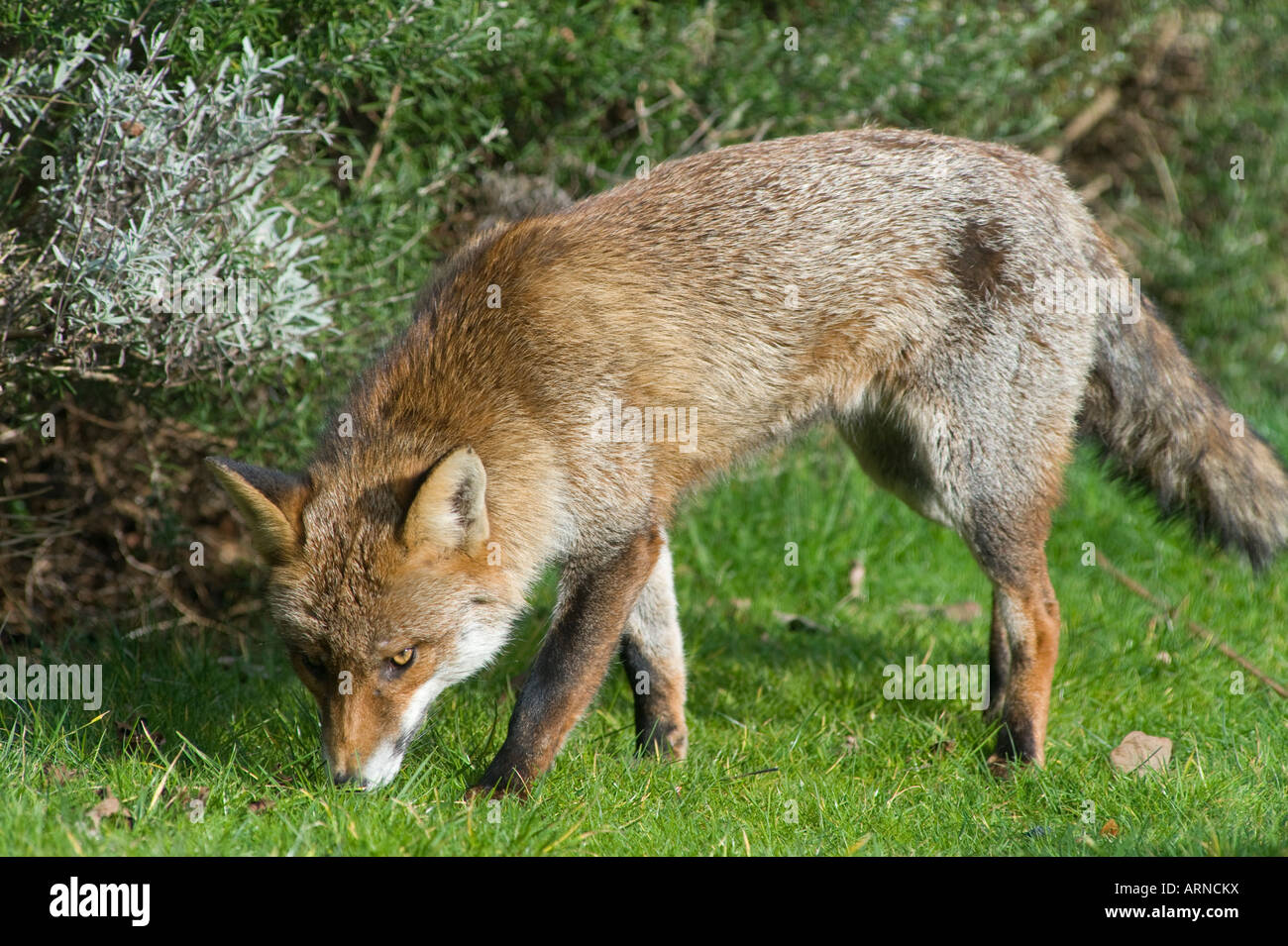 wild fox in suburban garden london england Stock Photo - Alamy