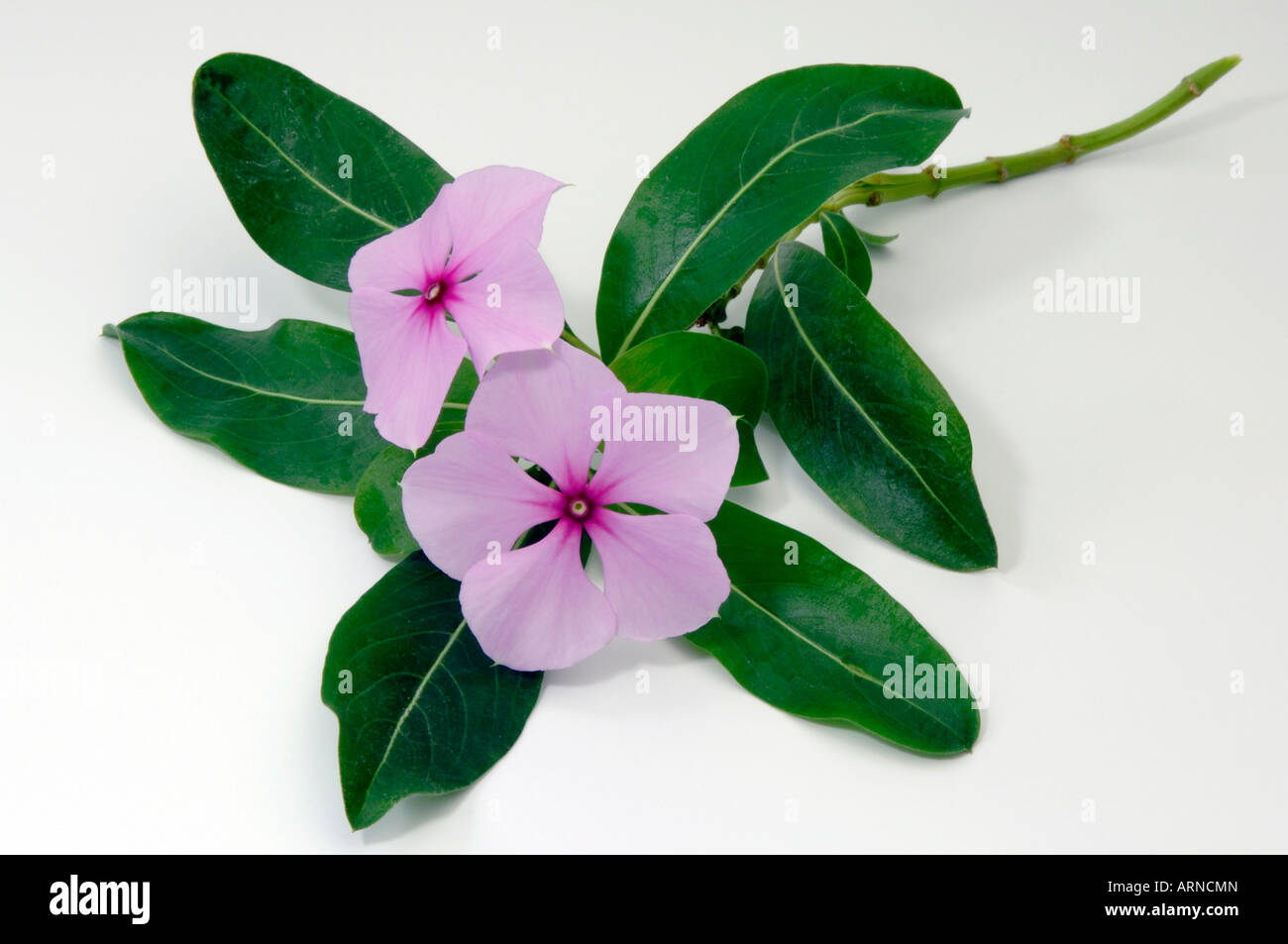 Madagascar Periwinkle Rosy Periwinkle (Catharanthus roseus) flowering ...