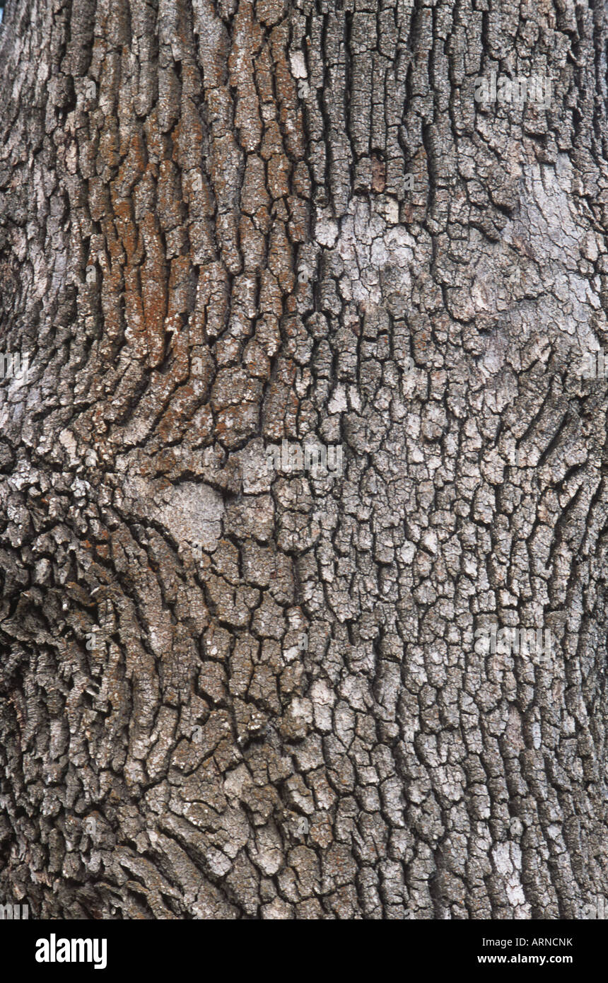 Quercus Garryana Bark