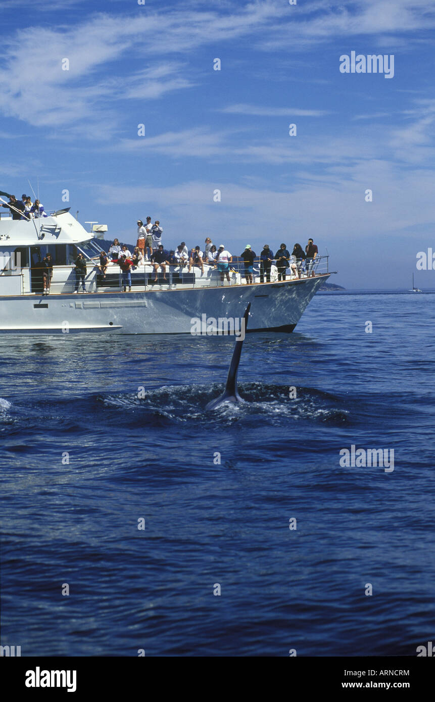 Killer whale swims toward whale watch boat hi-res stock photography and ...
