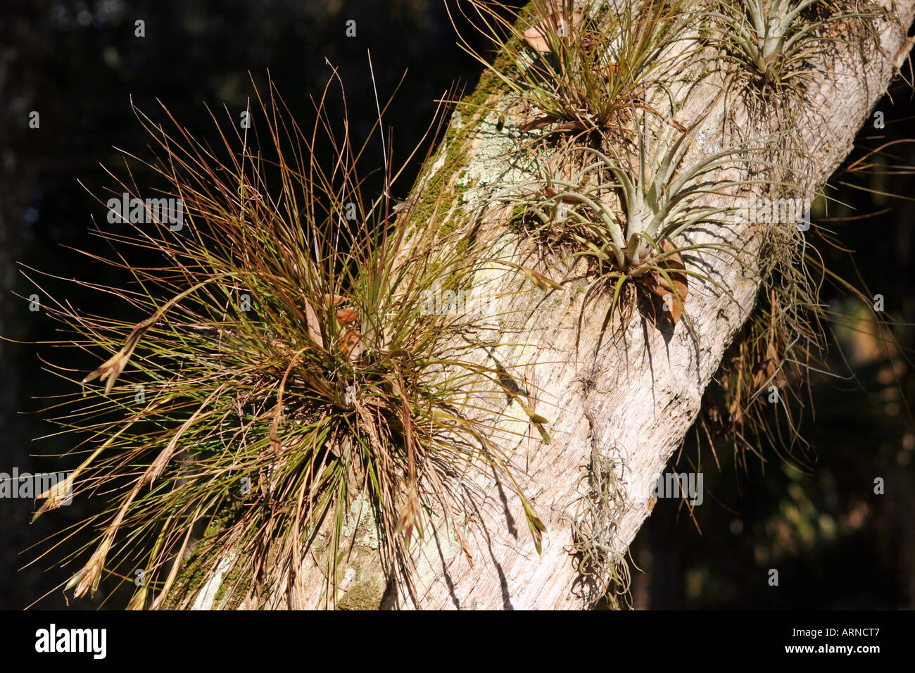 Parasite plant hi-res stock photography and images - Alamy