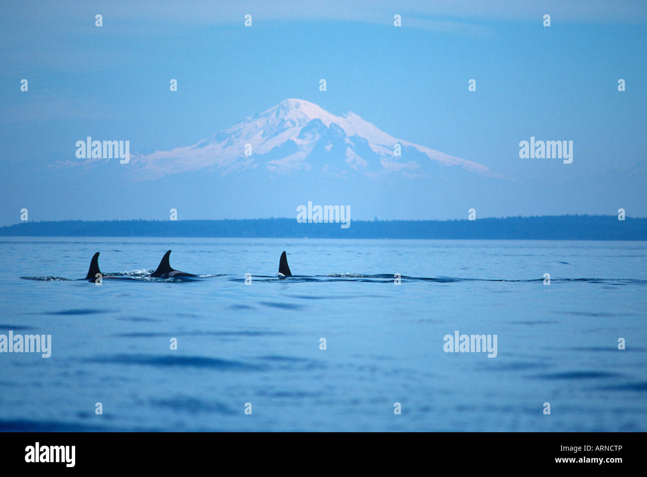 A pod of Orca Whales (orcinus orca) play in the Juan de Fuca Strait ...