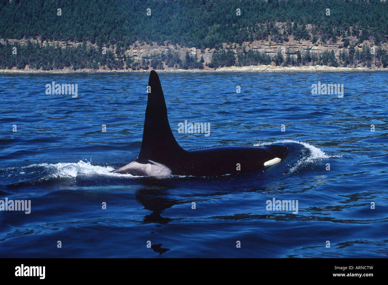 killer whale (orcinus orca), lone bull in gulf islands, Vancouver ...