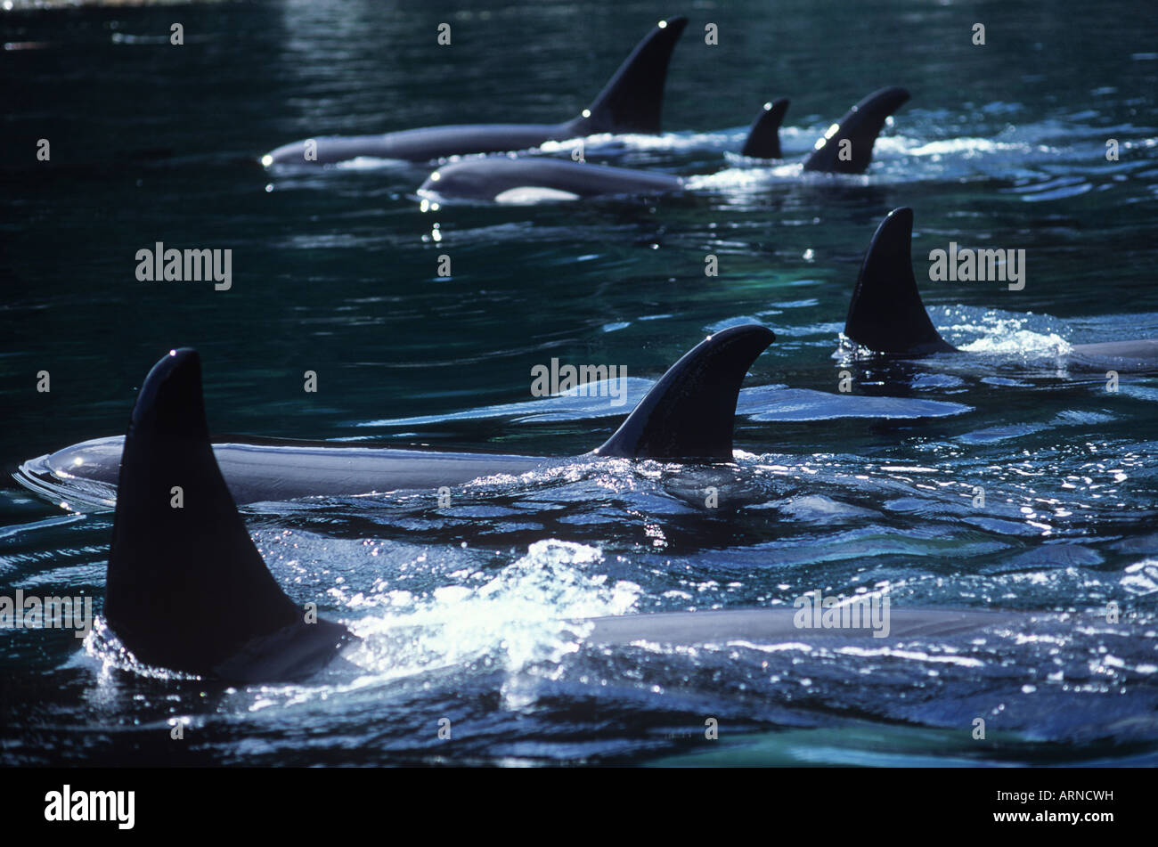Johnstone Strait, pod of orcas (orcinus orca), Vancouver Island ...