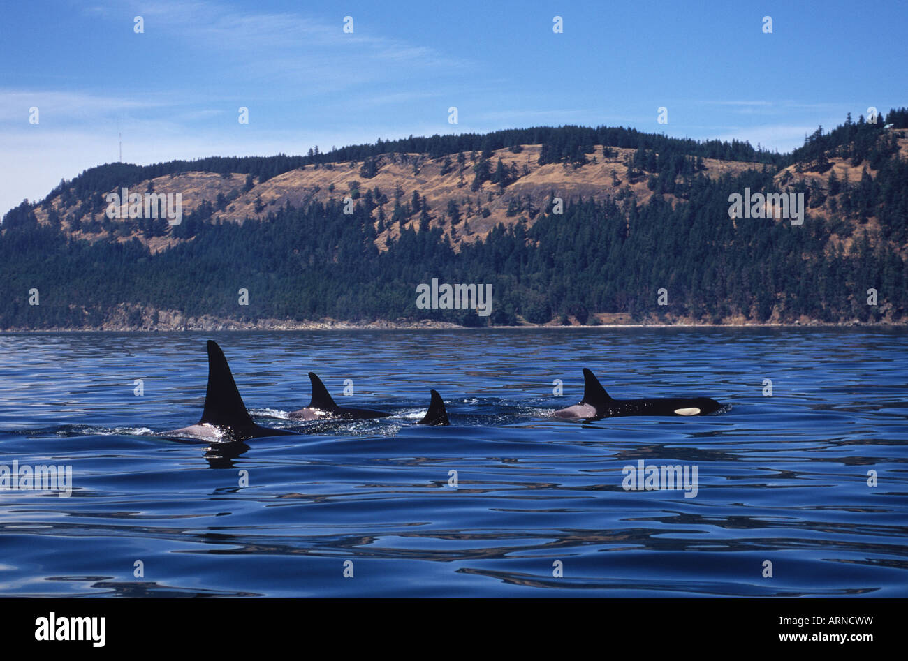 Killer whales (orcinus orca) in gulf islands, Vancouver Island, British ...