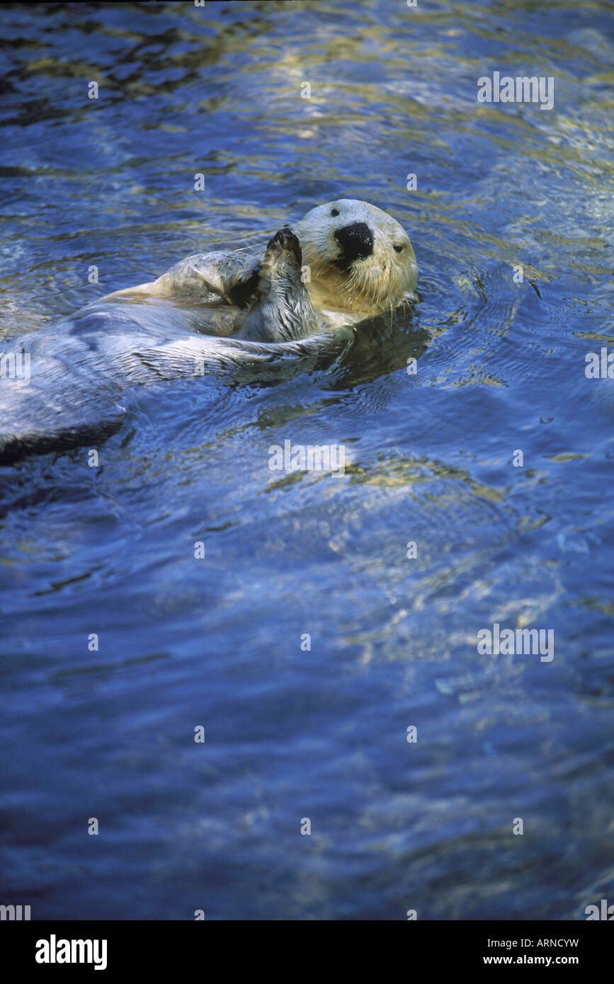 Sea Otter Enhydra Lutris Vancouver Island British Columbia Canada