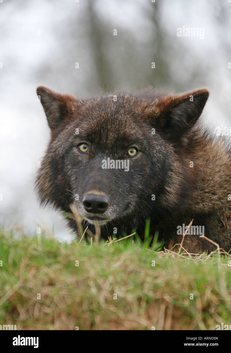 Beenham Reading grey wolf Stock Photo - Alamy