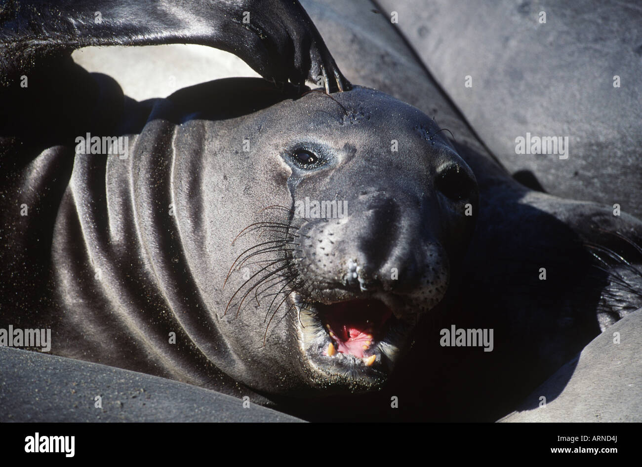 Ecological attractions hi-res stock photography and images - Alamy