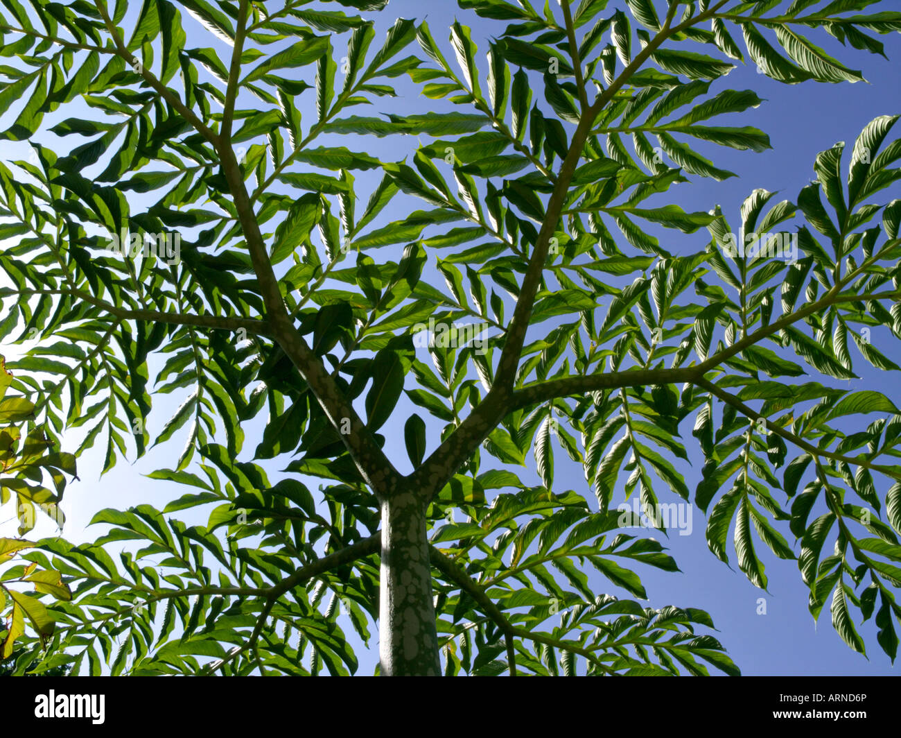 Elephant yam plant hi-res stock photography and images - Alamy