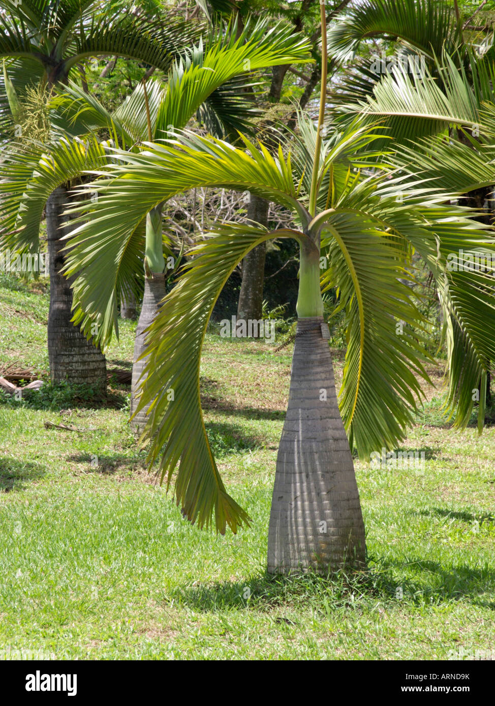 Bottle Palm Tree