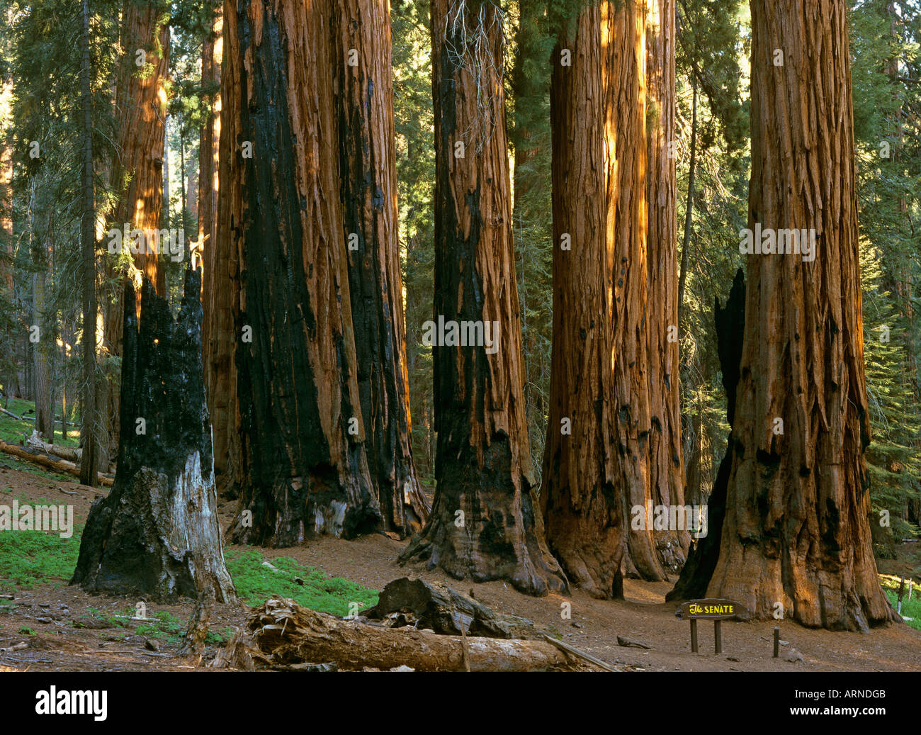 The Senat (Sequoiadendron giganteum) in the Giant Forest, Sequoia NP ...