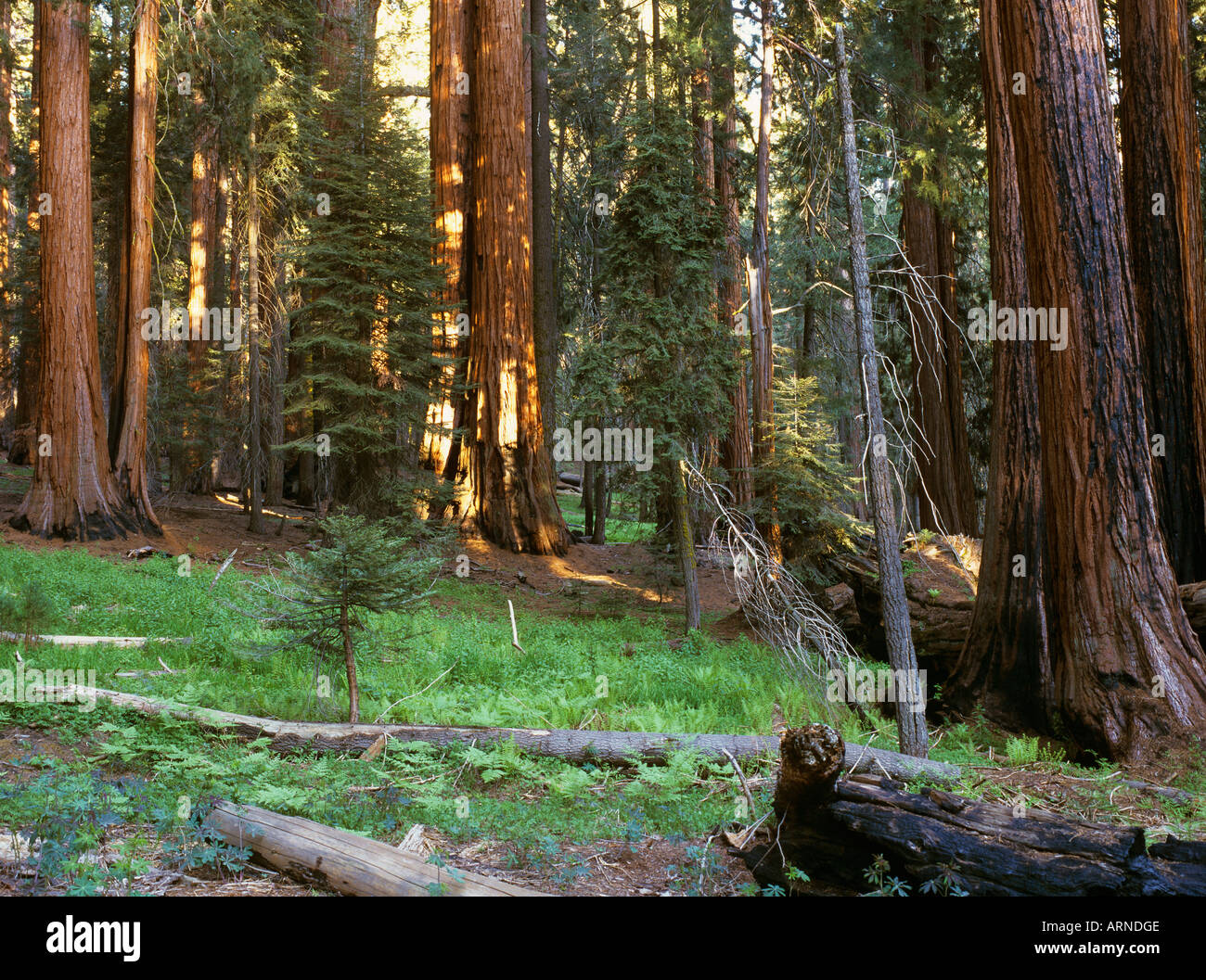 Giant Sequioas (Sequoiadendron giganteum) in the Giant Forest, Sequoia ...
