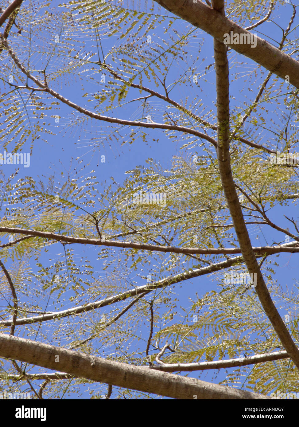 Flamboyant (Delonix regia Stock Photo - Alamy