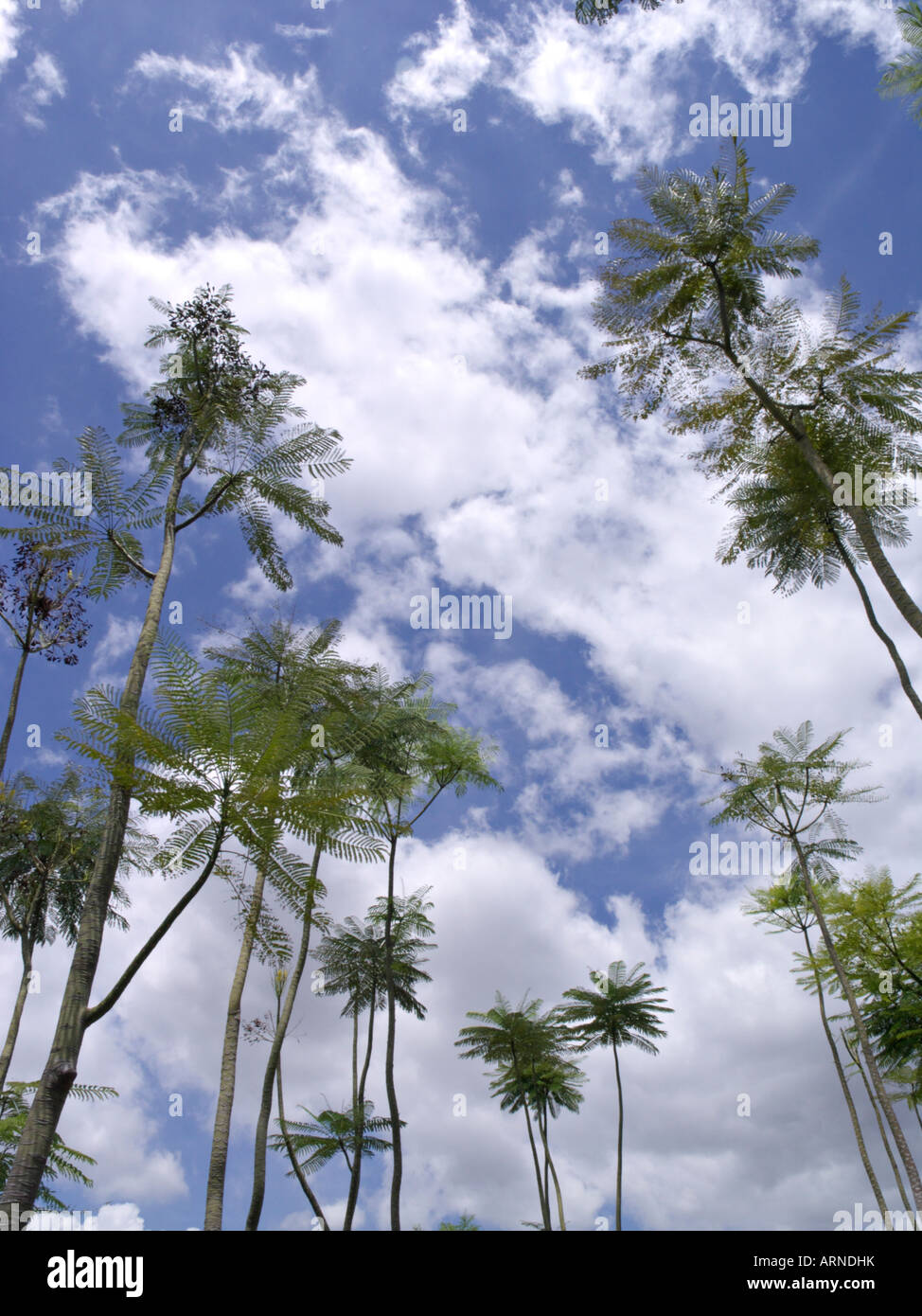 Brazilian firetree (Schizolobium parahyba Stock Photo - Alamy